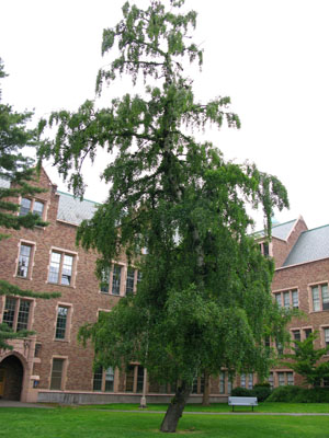 30. Weeping European White Birch