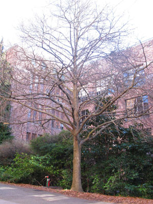 56. European Chestnut