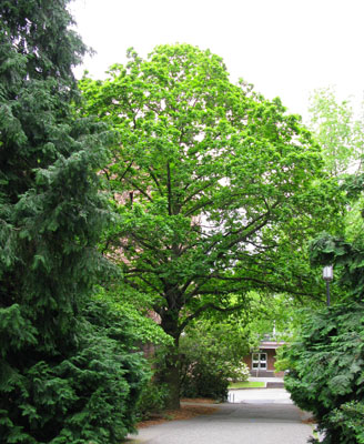 56. European Chestnut