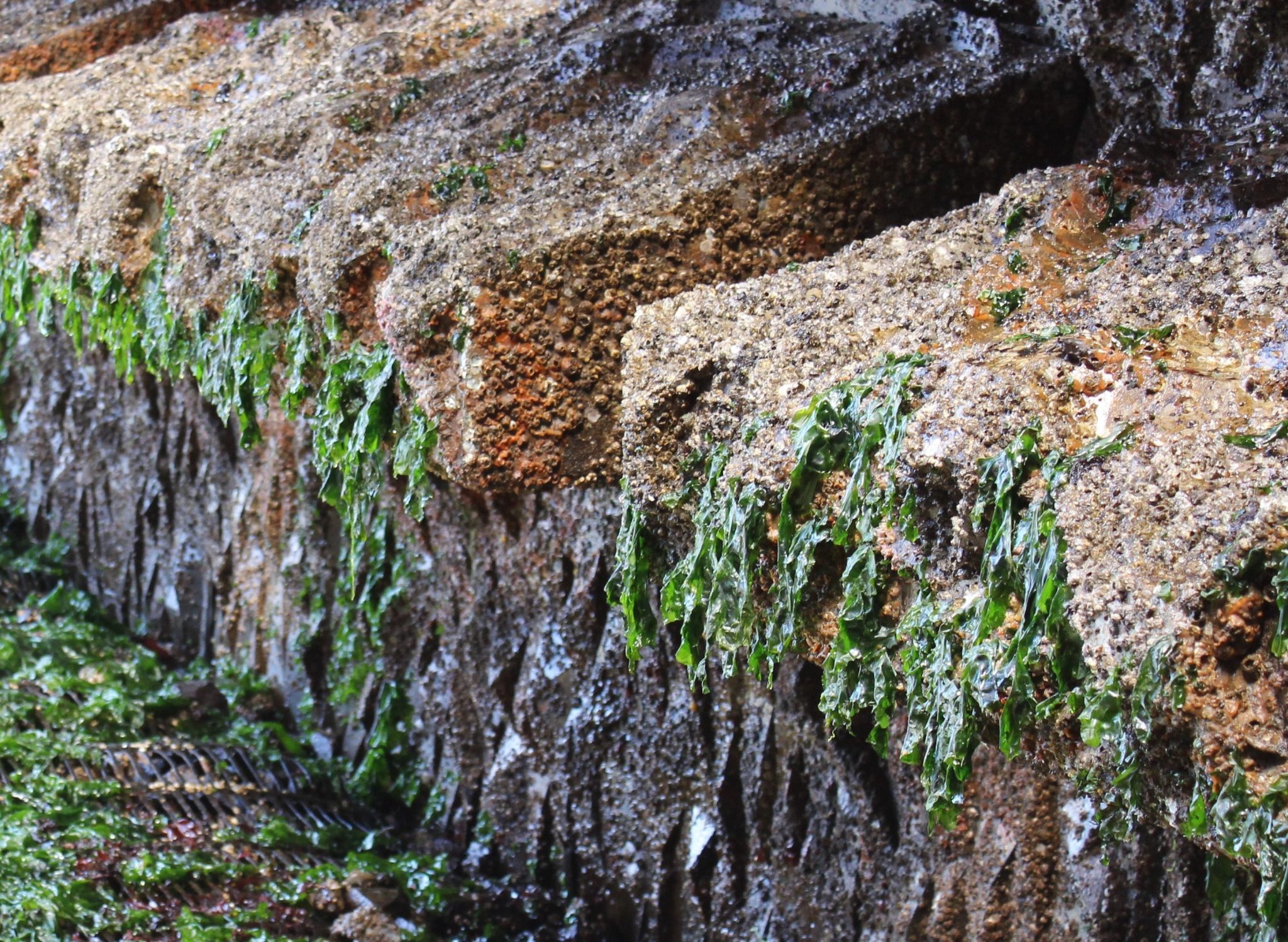 Seattle seawall – Wetland Ecosystem Team