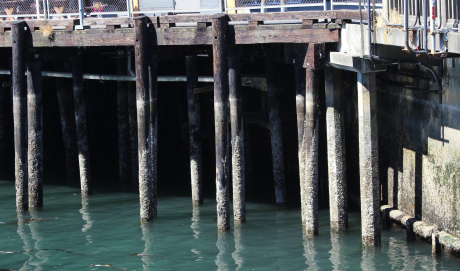Seattle seawall – Wetland Ecosystem Team