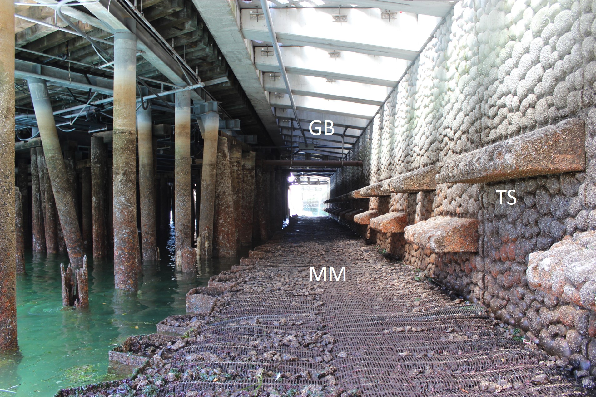 Seattle seawall – Wetland Ecosystem Team